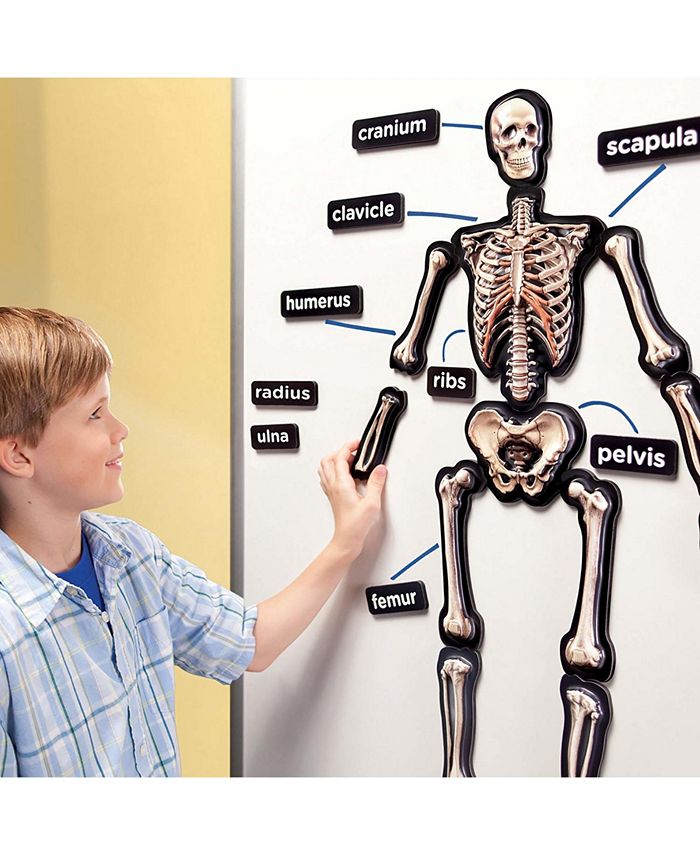 Learning Resources Educational Insights 3-D Magnetic Demonstration ...