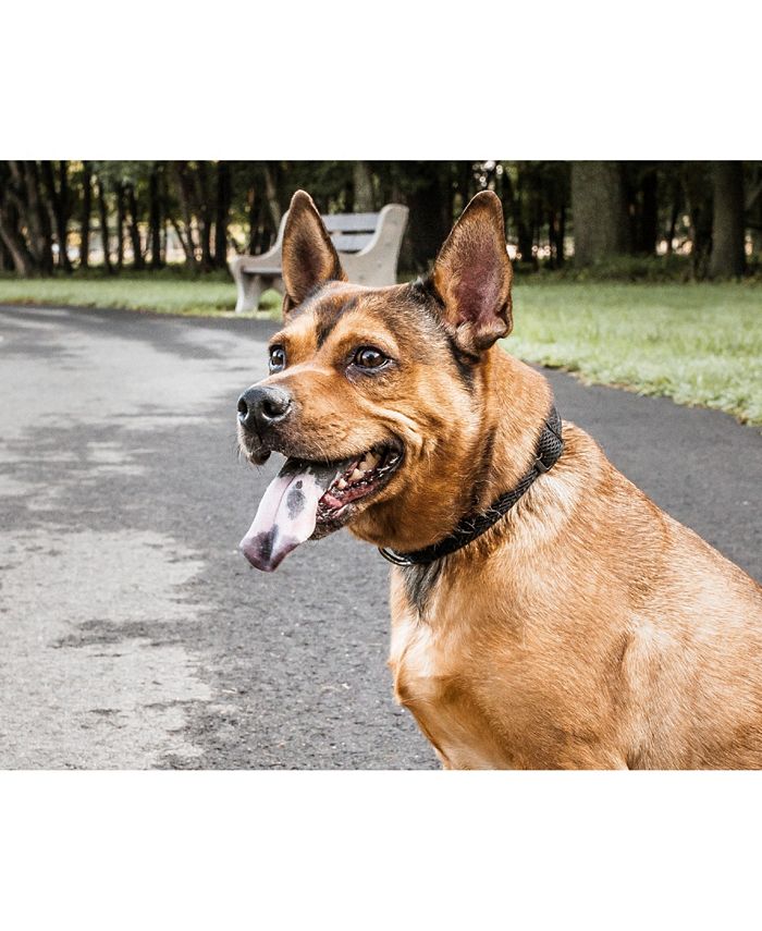 Pet Life 'Aero Mesh' 360 Degree Breathable Adjustable Mesh Dog Collar ...