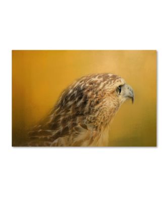 Jai Johnson 'Red Tailed Hawk At Sunset' Canvas Art - 24" x 16" x 2 ...