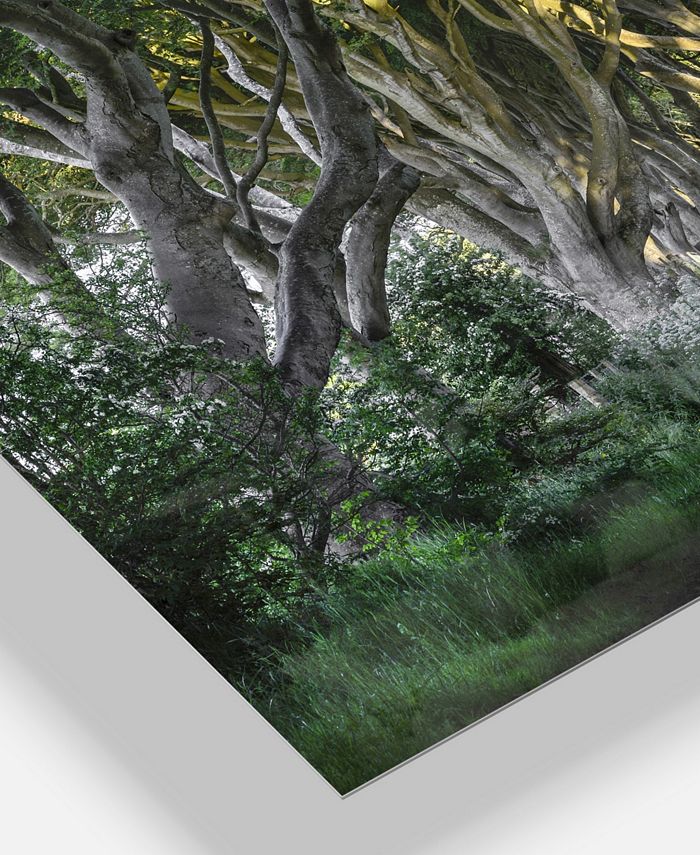 Design Art Designart 'The Dark Hedges Ireland Landscape' Photography ...