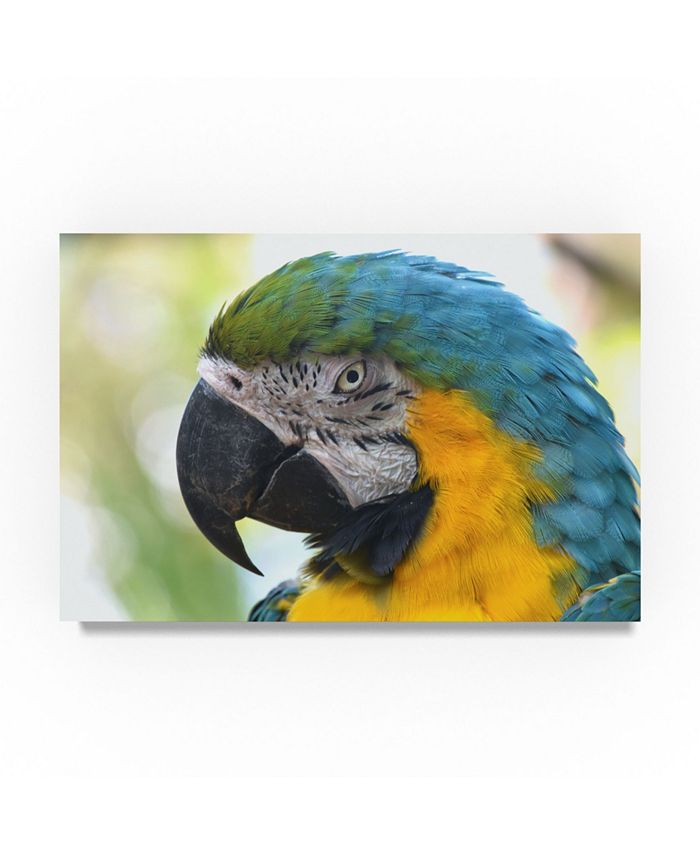 Trademark Global Robert Michaud 'Macaw Portrait' Canvas Art - 32" x 22 ...