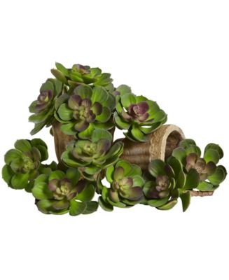 Nearly Natural 5" Echeveria Succulent Plant, Set of 12 & Reviews ...