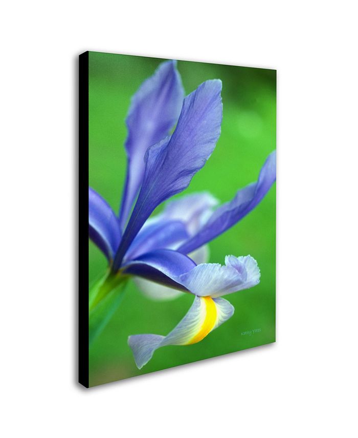 Trademark Global Kathy Yates 'Spring Iris' Canvas Art - 32" x 22" - Macy's