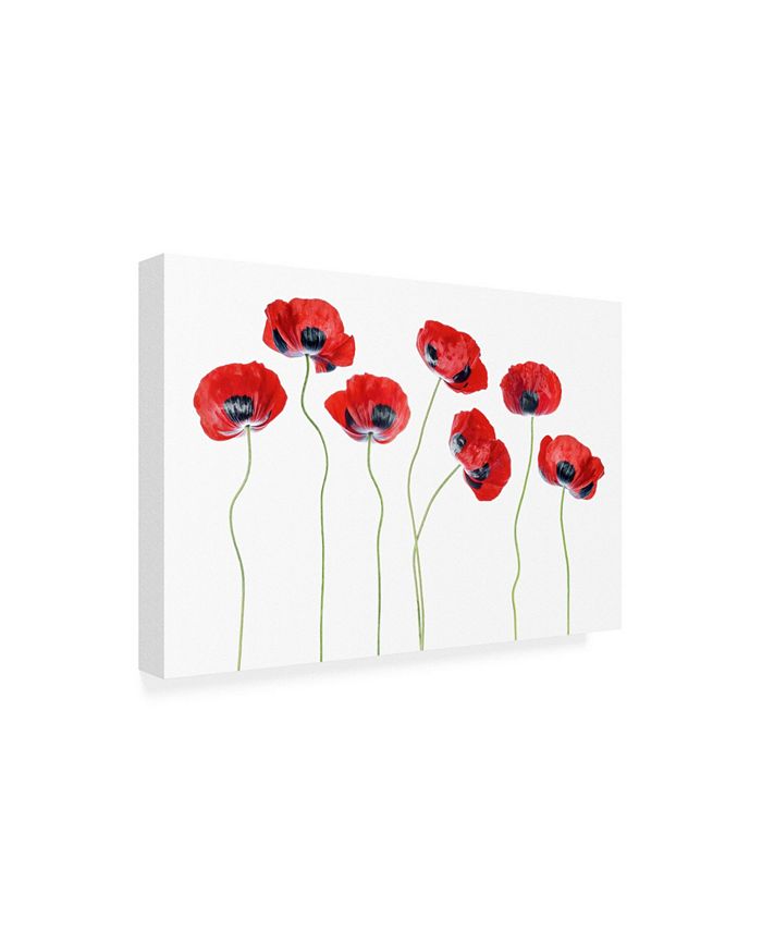 Trademark Global Mandy Disher Ladybird Poppies Canvas Art - 37" x 49 ...