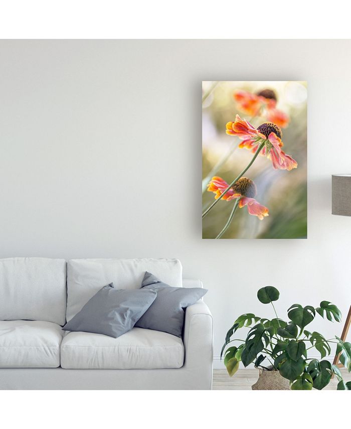 Trademark Global Mandy Disher Helenium Pink Flowers Canvas Art - 20" x ...