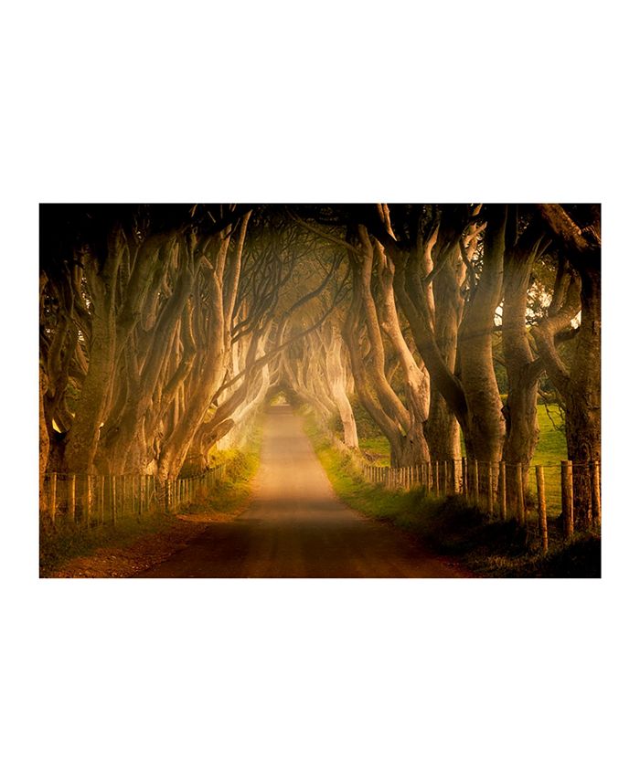 Colossal Images The Dark Hedges Canvas Art, 54 x 36 - Macy's