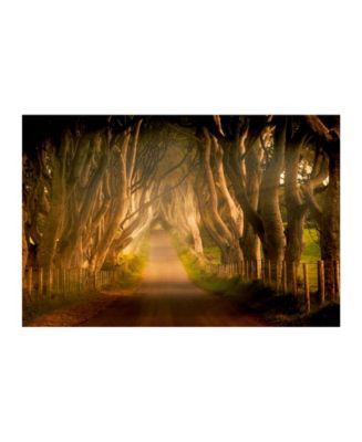 Colossal Images The Dark Hedges Canvas Art, 54 x 36 - Macy's