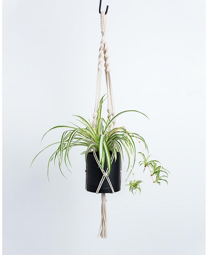 Greendigs Live Spider Plant in 5" Pot & Macrame Hanger, Black - Macy's