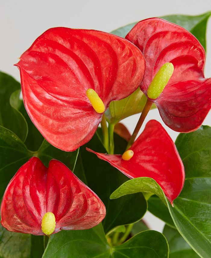 House Plant Shop Red Anthurium Live Plant, 4" Pot - Macy's