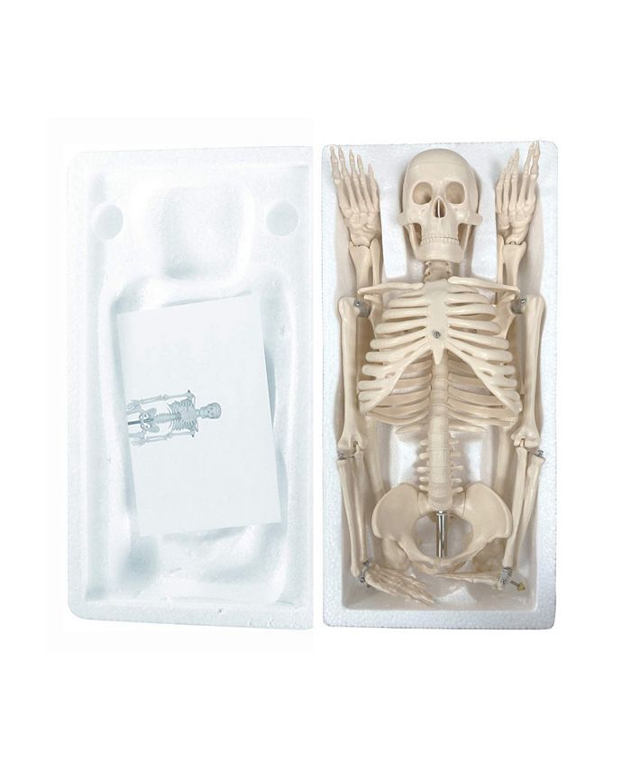 Supertek Human Skeleton Model with Key, 19.5" - Macy's