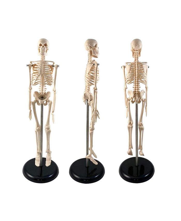 Supertek Human Skeleton Model with Key, 10.5" - Macy's
