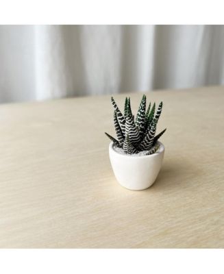 Felix Mini Succulent Kit - Macy's