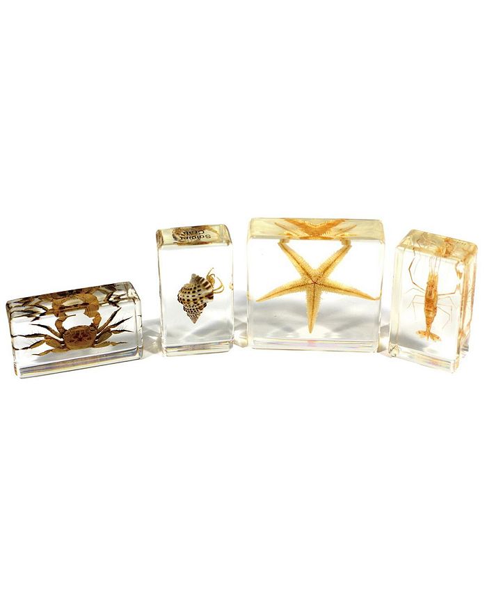 Kaplan Early Learning Sea Life Specimens - Set of 4 - Macy's