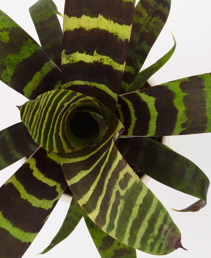 BloomsyBox Splenriet Live Plant - Macy's