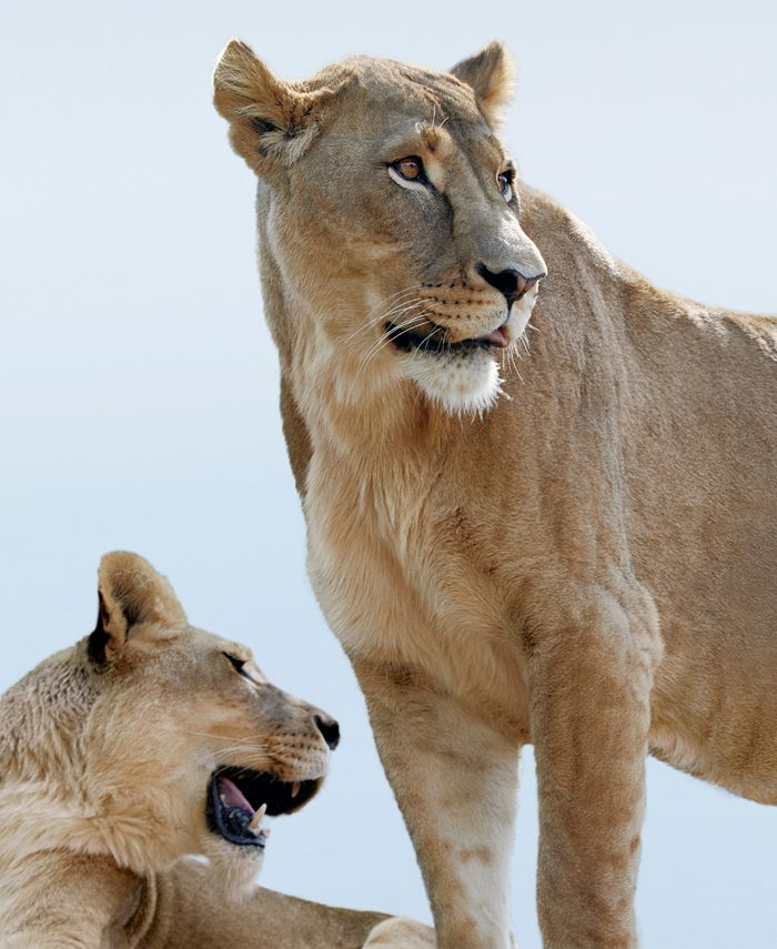 Burberry Burberry Goddess Body Lotion, 6.7 oz. - Macy's