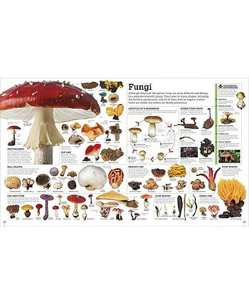 Barnes & Noble Picturepedia, Second Edition- An Encyclopedia on Every ...