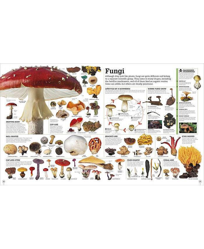 Barnes & Noble Picturepedia, Second Edition- An Encyclopedia on Every ...