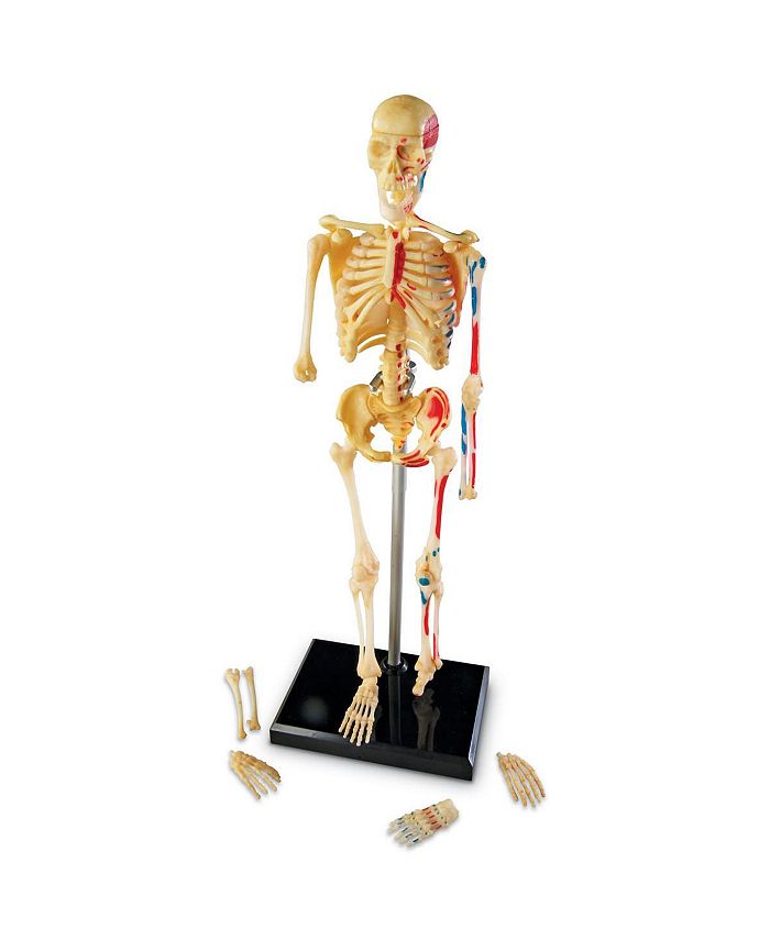 Learning Resources Skeleton Model - Macy's
