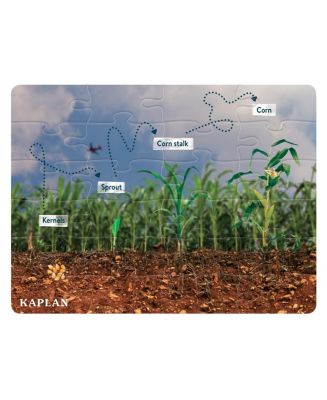Kaplan Early Learning Corn Life Cycle Floor Puzzle - 24 Pieces - Macy's