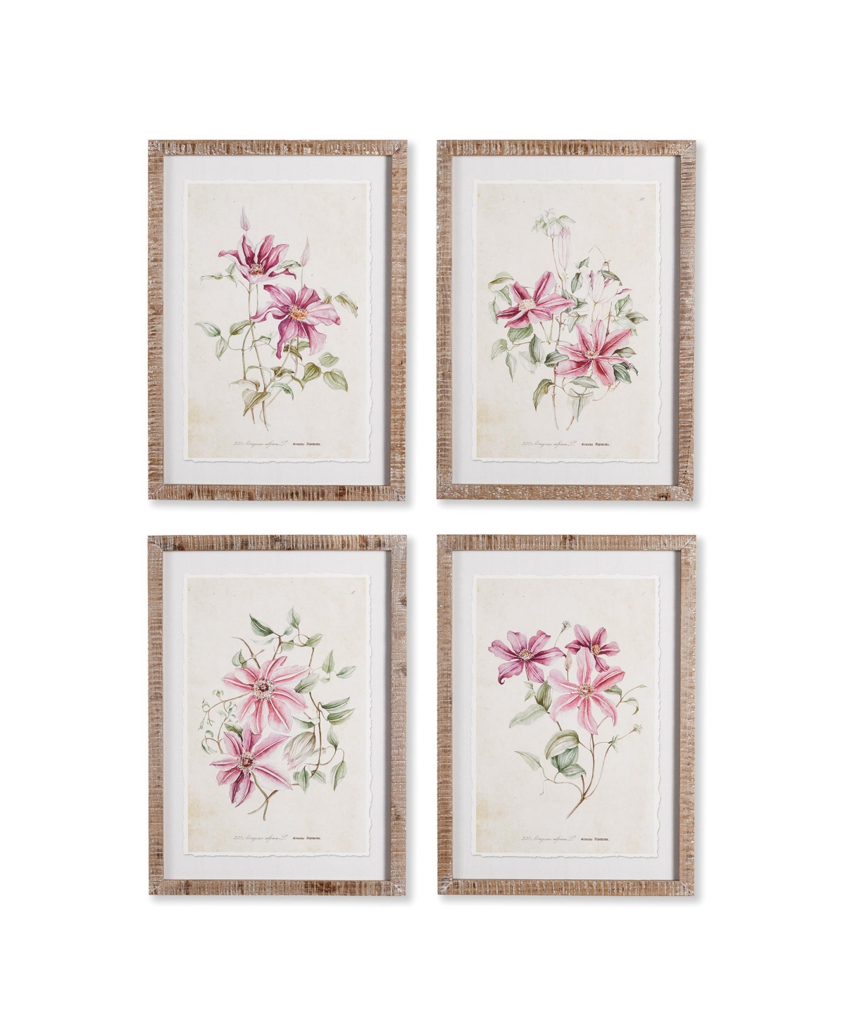 Click here for Pink Clematis Prints Set of 4 - Pink prices