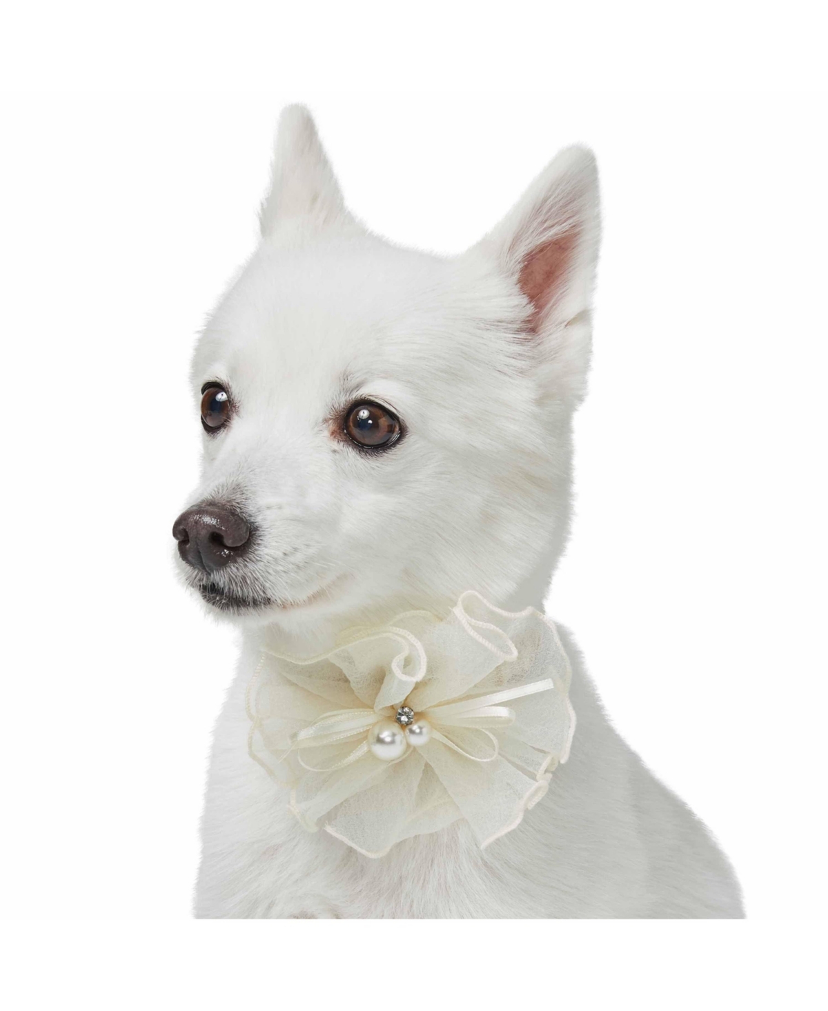 Click here for Blueberry Pet My Little Princess Dog Collar with E... prices