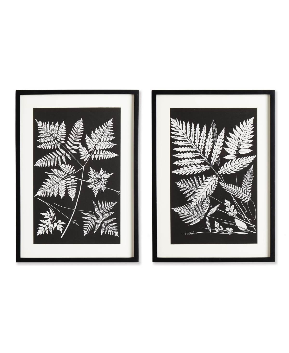 Click here for Napa Home and Garden Assorted Fern Study  Set Of 2... prices