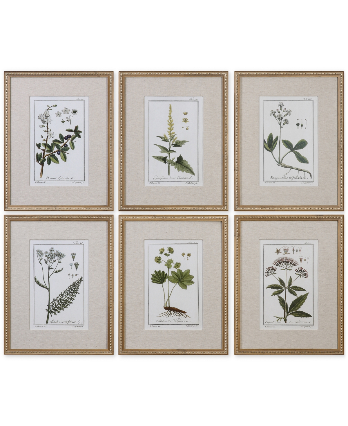 Click here for Uttermost Green Floral Botanical Study Wall Art  S... prices