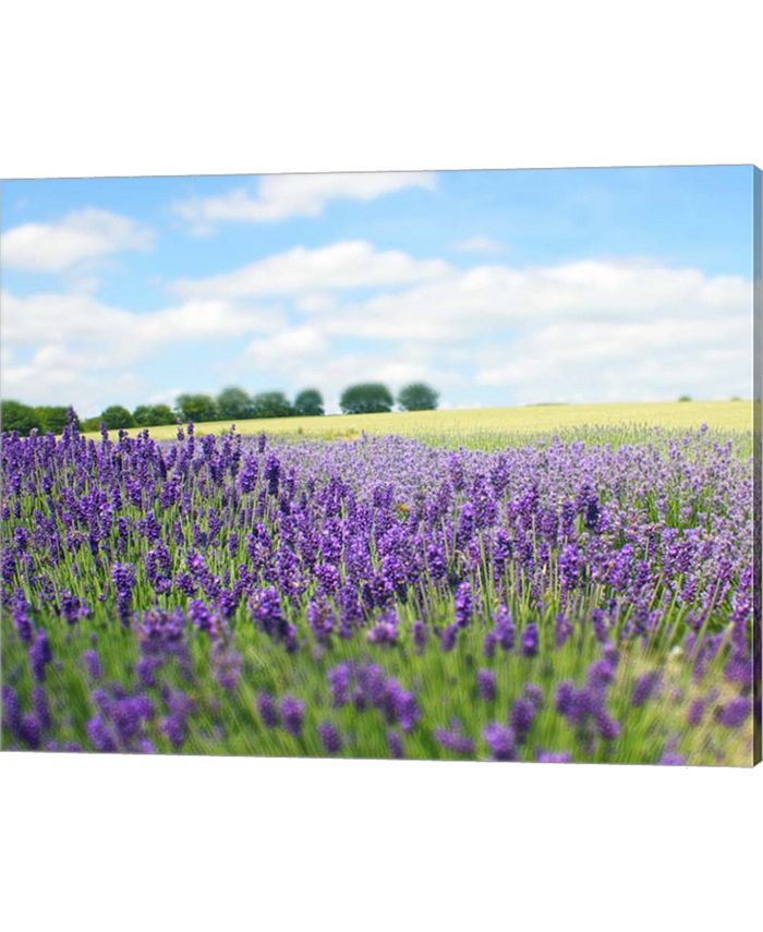 Metaverse English Lavender Field 1 By Toula Mavridou-Messer Canvas Art ...