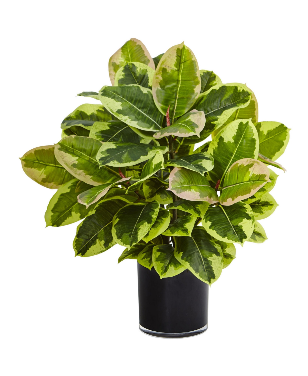 Click here for Nearly Natural Artificial Rubber Plant in Glossy C... prices