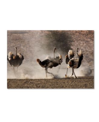 Robert Harding Picture Library 'Ostrich' Canvas Art - 47" x 30" x 2 ...