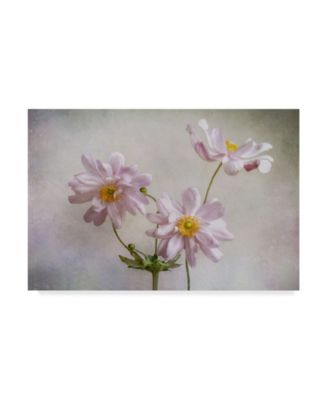 Trademark Global Mandy Disher 'Pink Anemones' Canvas Art - 47" x 2" x ...