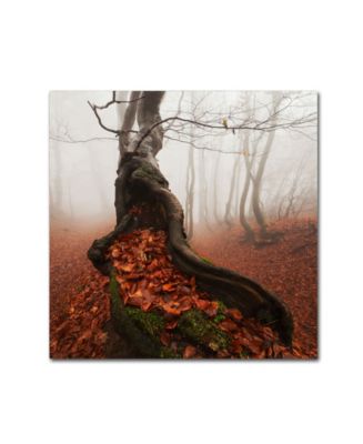 Martin Rak 'Ancient Tree' Canvas Art - 24" x 24" x 2" - Macy's