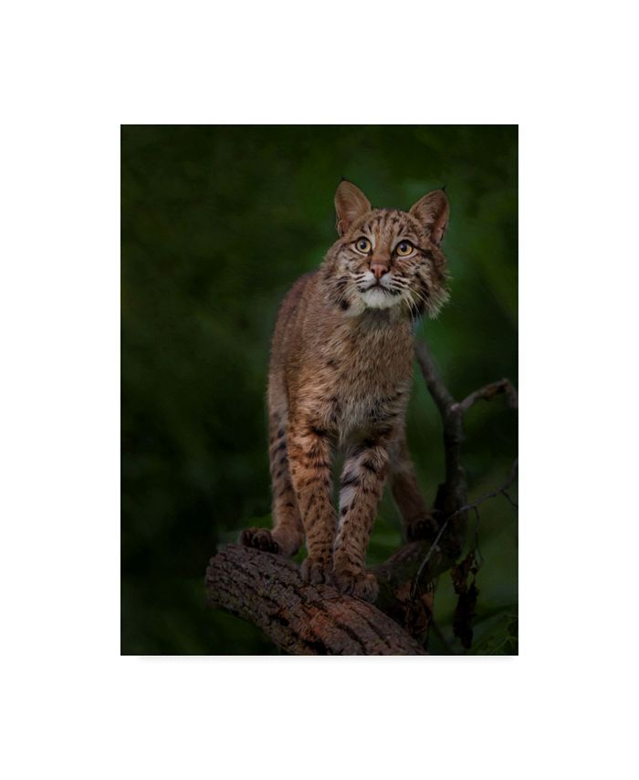 Trademark Global Galloimages Online 'Bobcat Poses On Tree Branch 1 ...