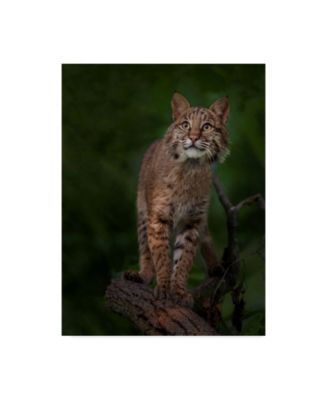 Galloimages Online 'Bobcat Poses On Tree Branch 1' Canvas Art - 14" x ...