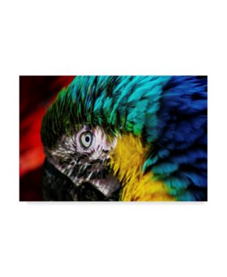 Pixie Pics Macaws Eye Canvas Art - 20" x 25" - Macy's