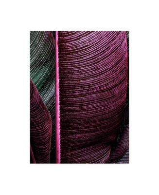Incado Close up VIII Canvas Art - 19.5" x 26" - Macy's