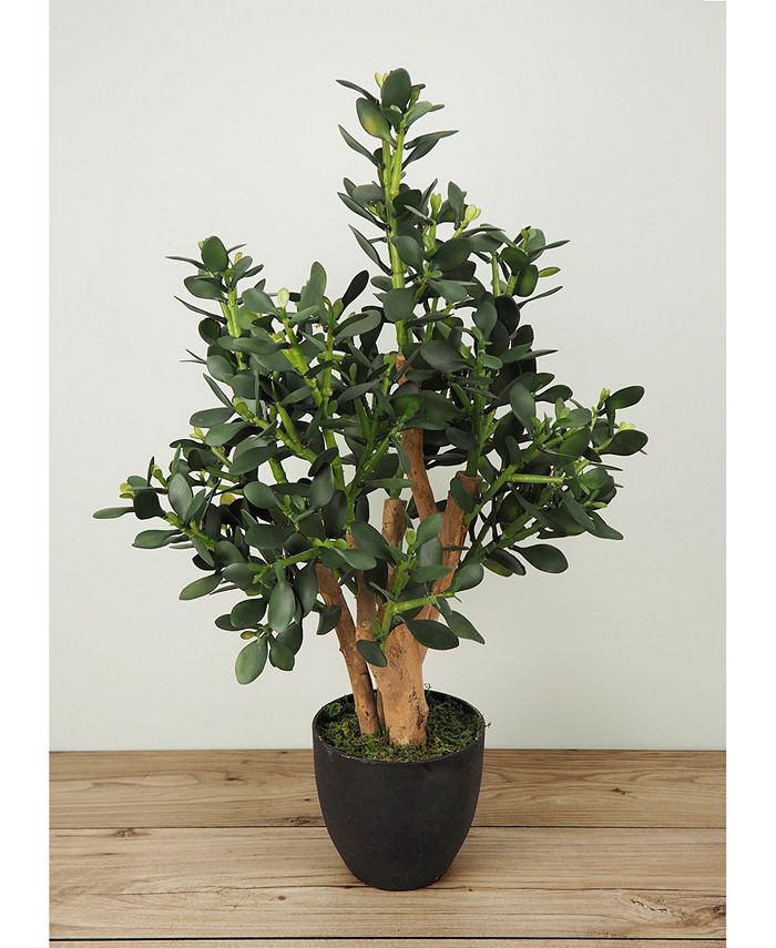 Le Present Artificial Jade Plant 23.6" - Macy's