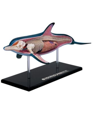 4D Master 4D Vision Dolphin Anatomy Model - Macy's