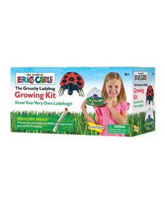 Insect Lore STEM Educational Ladybug Life Cycle Growing Kit - Macy's