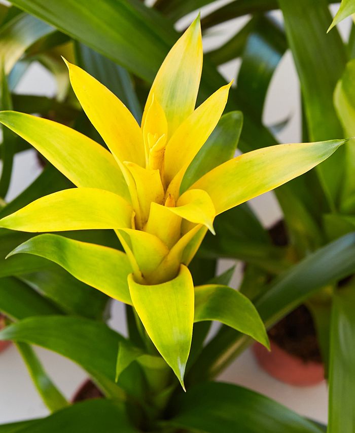 House Plant Shop Yellow Guzmania Bromeliad Live Plant, 4" Pot - Macy's