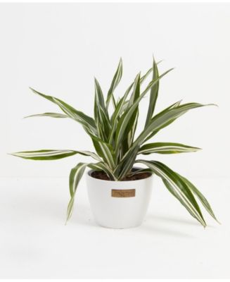Lively Root White Stripe Dragon Tree Dracaena Warneckii Live Plant, 6 ...