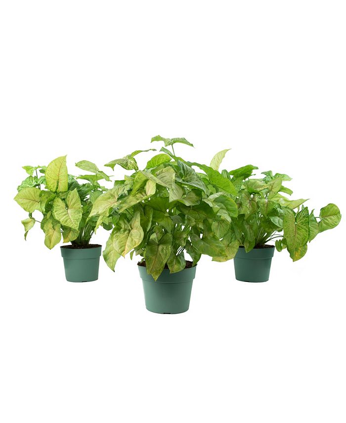 National Plant Network Syngonium Bold Allusion Live Plant, 4" Pot, 3 ...