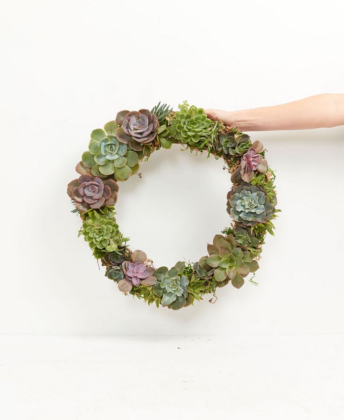 Lively Root Fresh Live Succulent Fully Covered Wreath, 18" - Macy's