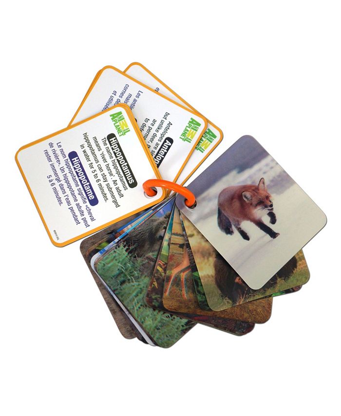 Smart Play Animal Planet 3D Flash Cards Set, Wild Animals, 20 Pieces ...