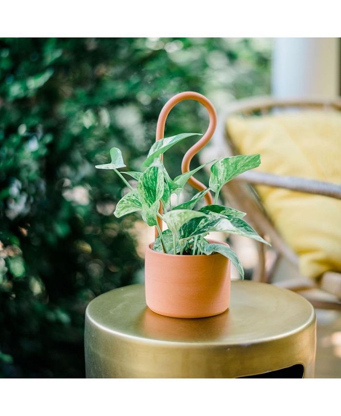 Tierra Sol Studio Plant Support Stake - Terracotta Bobby Pin - Macy's