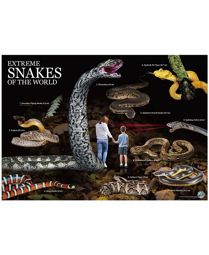 WILD! Science Wild Environmental Science - Extreme Snakes of the World ...