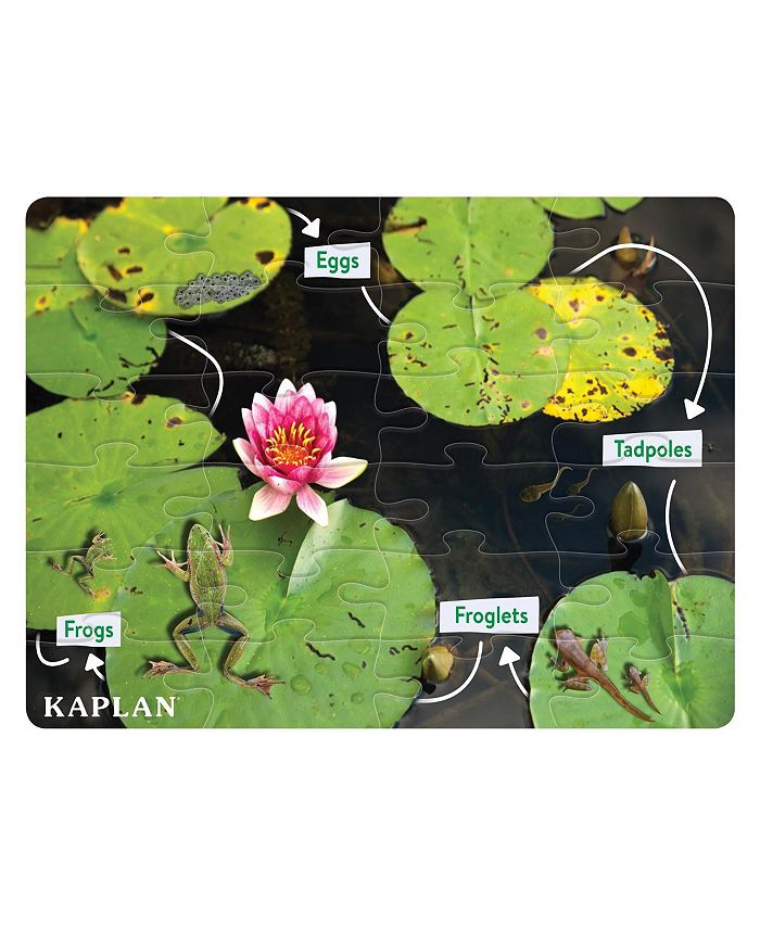 Kaplan Early Learning STEM Learning Frog Life Cycle Floor Puzzle from ...