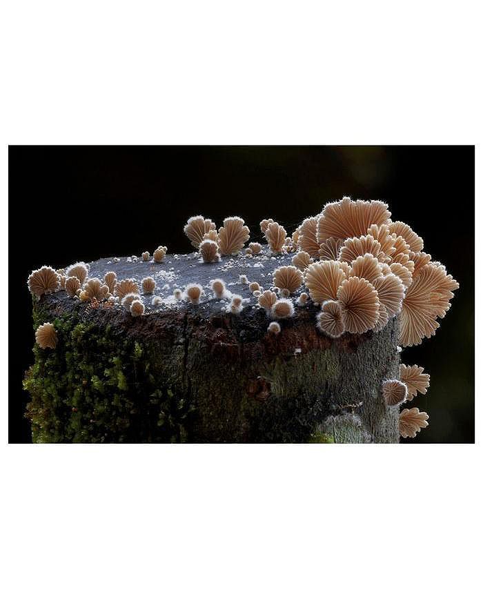 Barnes & Noble Entangled Life- The Illustrated Edition- How Fungi Make ...