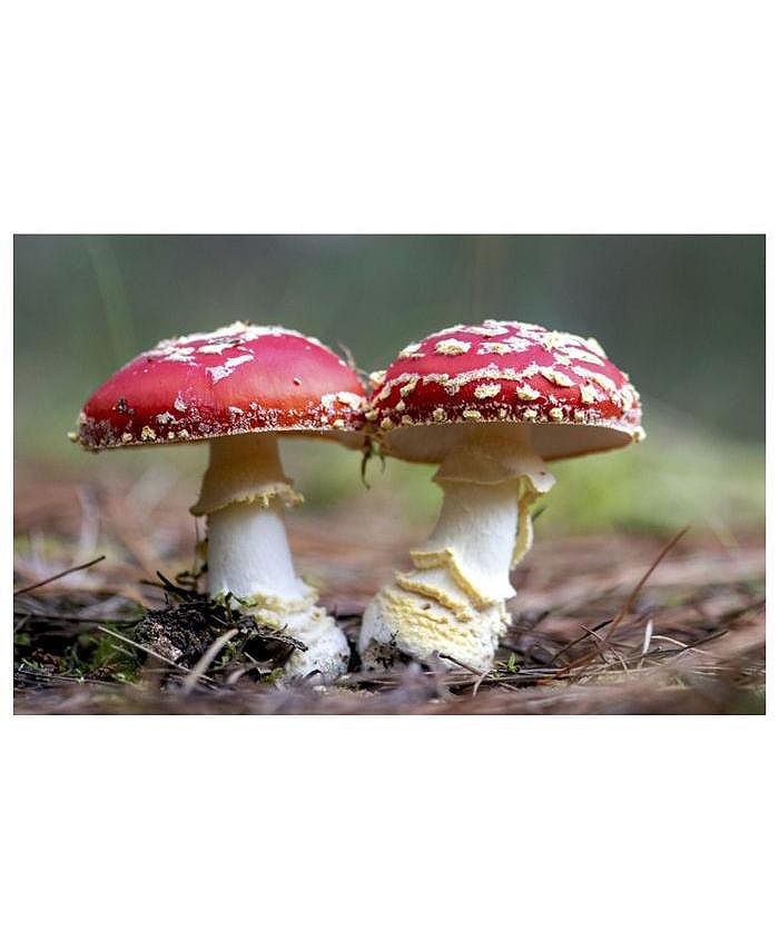 Barnes & Noble Entangled Life- The Illustrated Edition- How Fungi Make ...