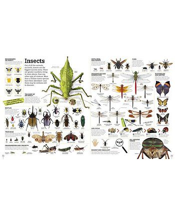 Barnes & Noble Picturepedia, Second Edition- An Encyclopedia on Every ...